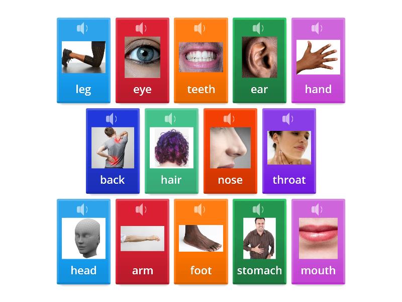 Parts of the body - listen and repeat - Flip tiles