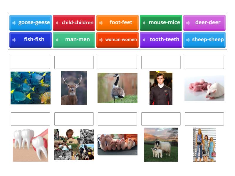 plural nouns (irregular) - Match up