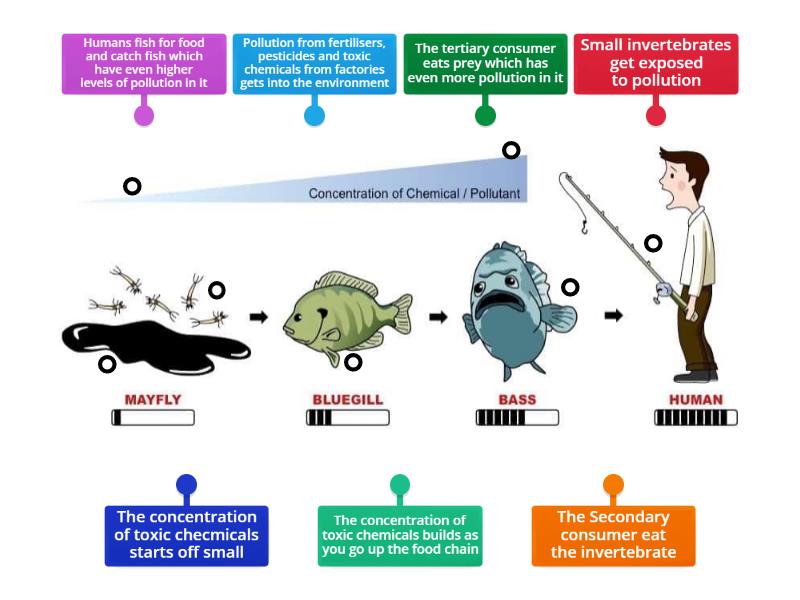 Bioaccumulation CES - Labelled diagram