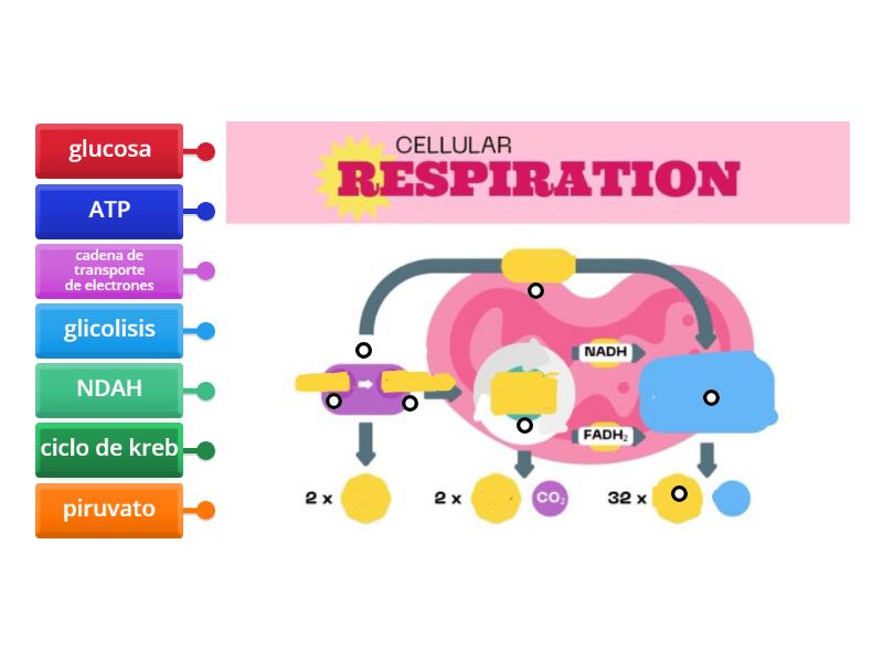 diagrama de respiracion celular - Labelled diagram