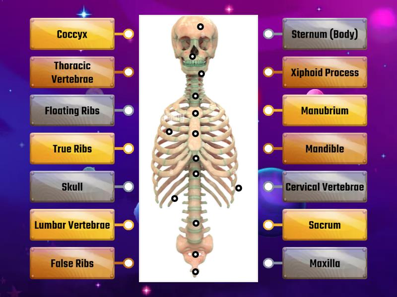 Axial Skeleton - Anterior - Labelled diagram