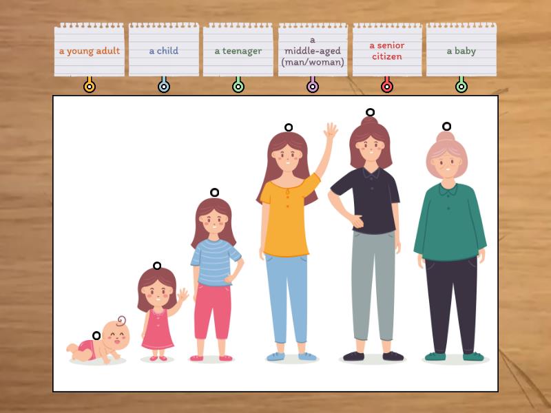 Ages and stages of life - Gateway B1 - Labelled diagram