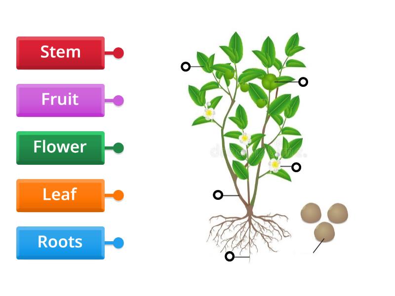 Parts of a plant - flower and fruit - 2nd grade - Labelled diagram