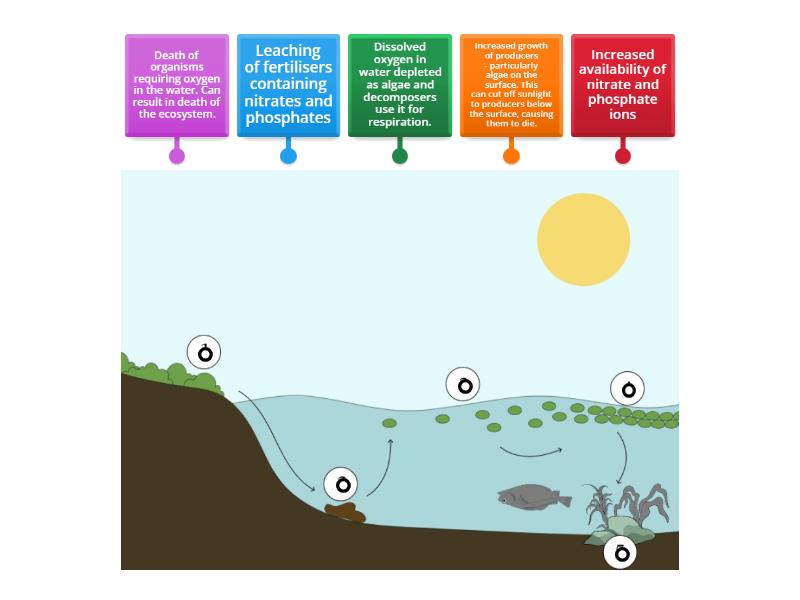 Eutrophication - Labelled diagram