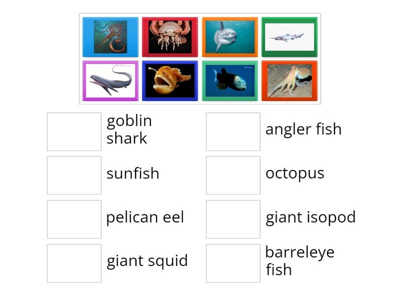 Unusual Sea Creatures - Match up