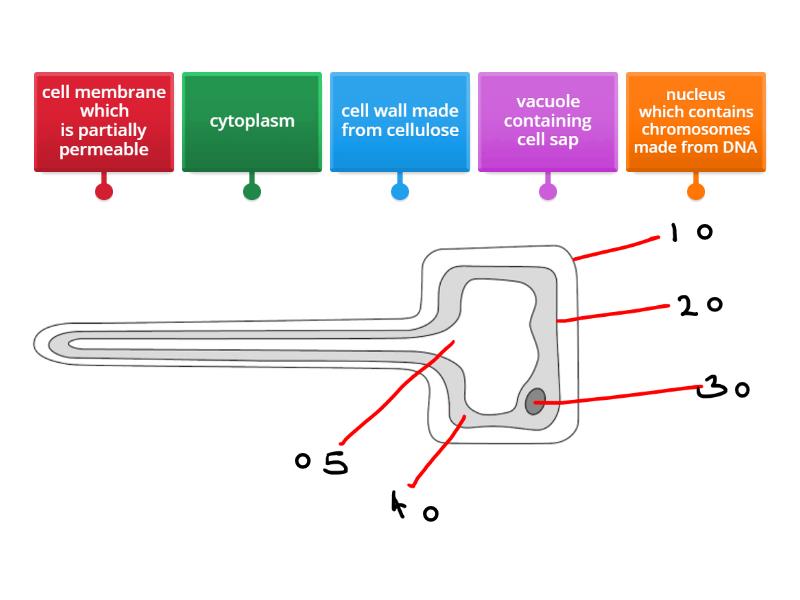 Root hair cell - Labelled diagram