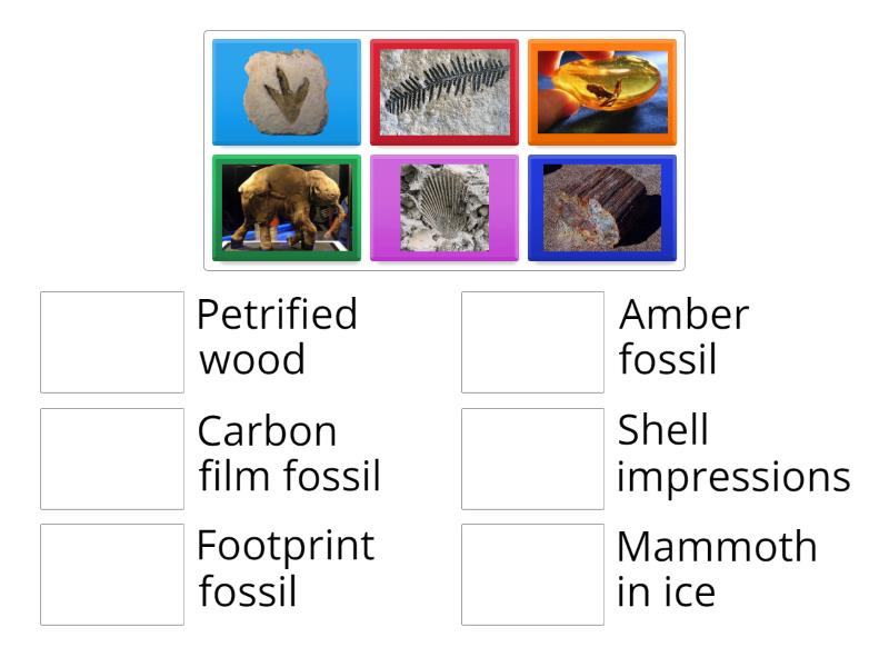 Fossil types - Match up