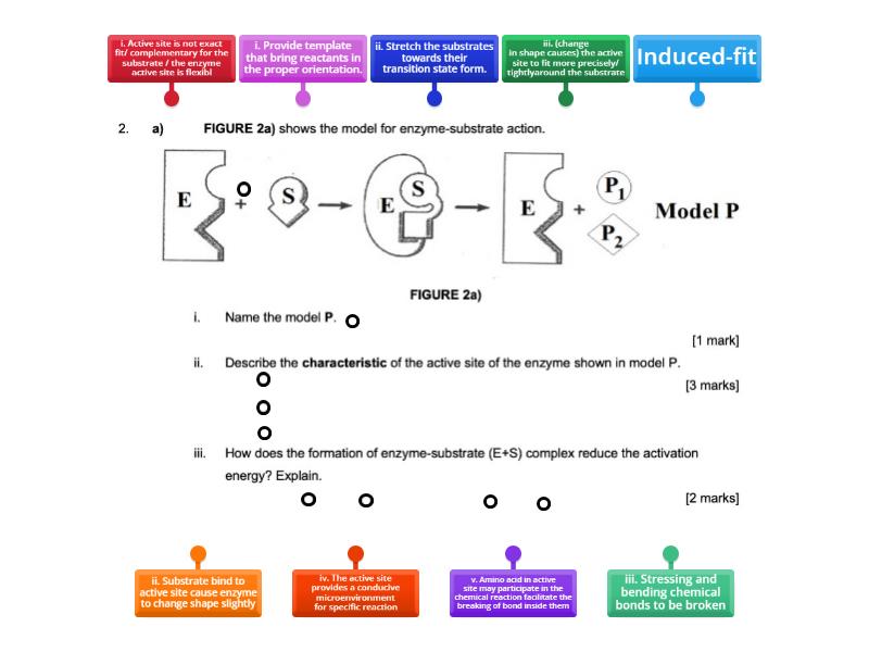 Model for enzyme-substrate action - Labelled diagram