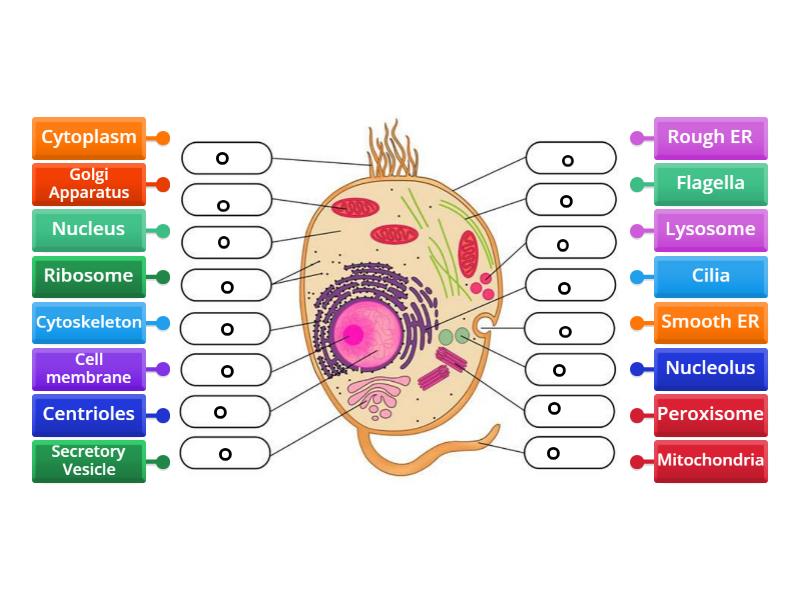 Organelles in Animal Cell - Labelled diagram
