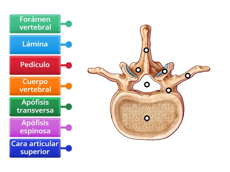 1 Columna vertebral - Labelled diagram