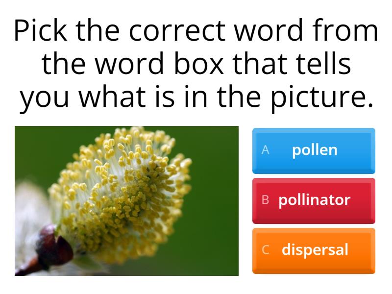 Plant Review-Pollination and Seed Dispersal - Quiz