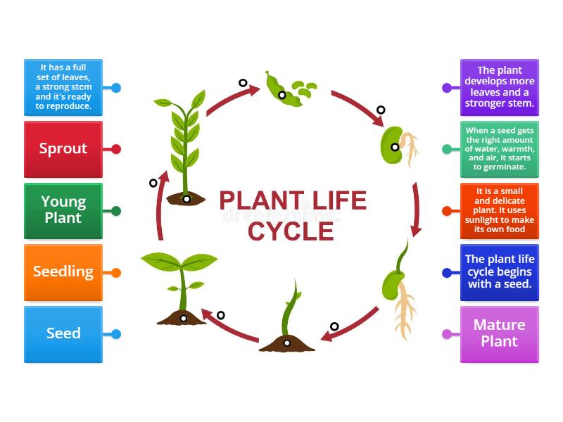 Plan Cycle - Labelled diagram