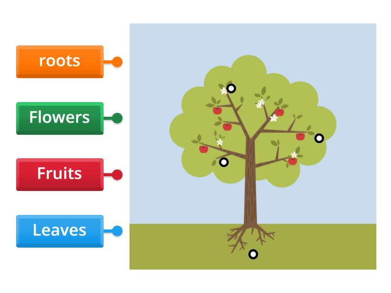 parts of a tree - Labelled diagram