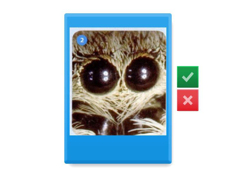Whose eyes? - Flash cards