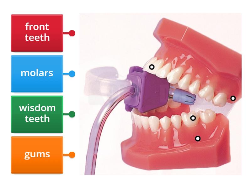 Dental care: Label a diagram - Labelled diagram