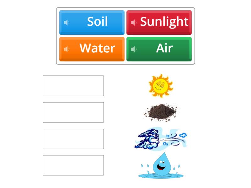 Plants Needs - Match up