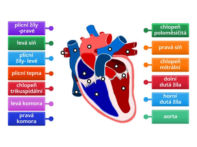 Anatomie srdce - Labelled diagram