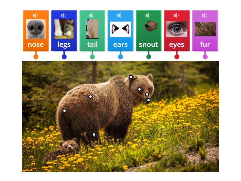 parts of the body (bear) - Labelled diagram