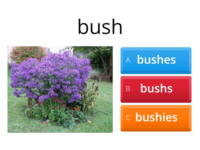 GG1 Unit 0 Plurals -s, -es, -ies, -ves - Quiz