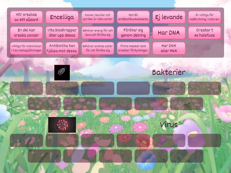 Bakterier vs virus - Ordenar por grupo