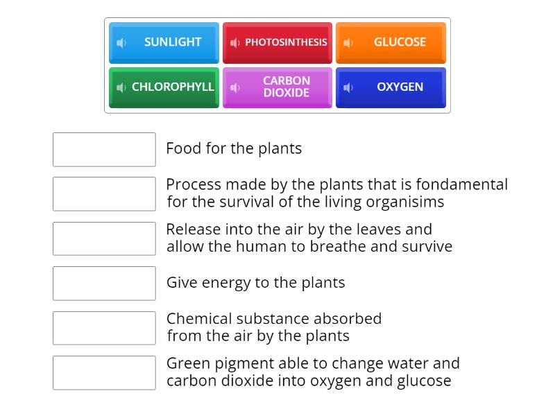 PHOTOSYNTHESIS - Match up