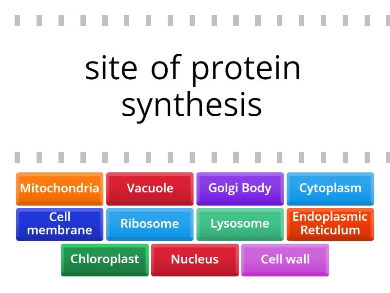 Cell Organelle Matching Game - Find the match