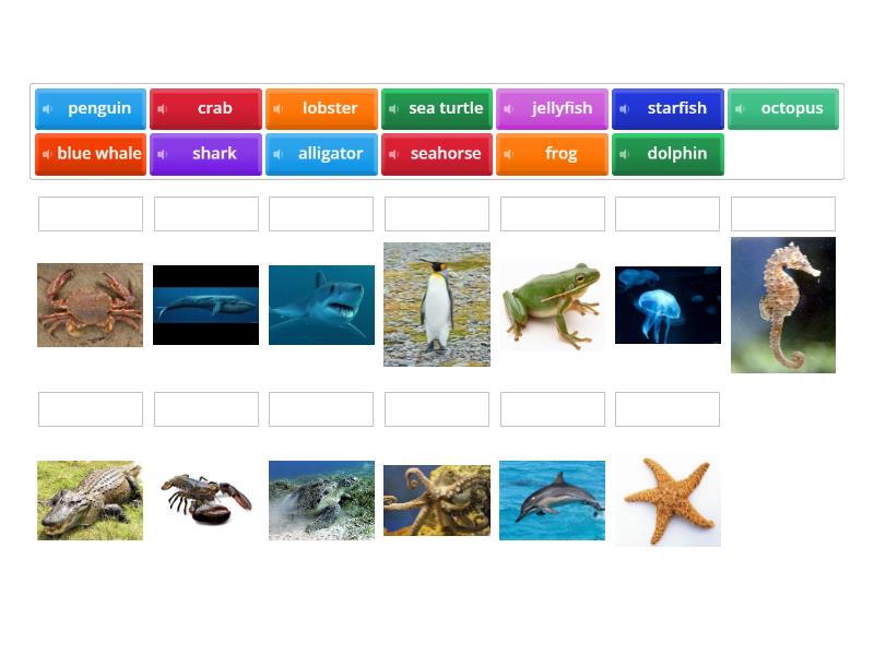 sea animals - Match up