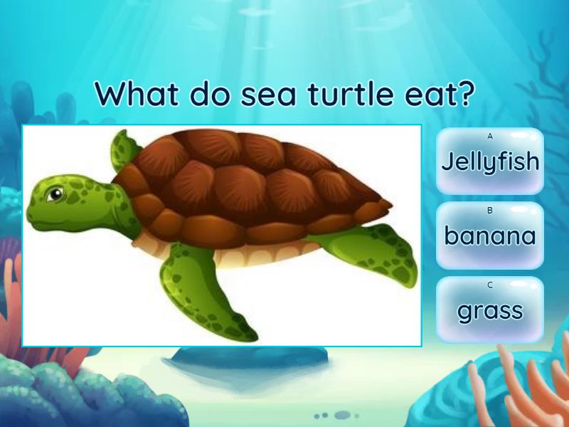 Turtle Quiz - Cuestionario