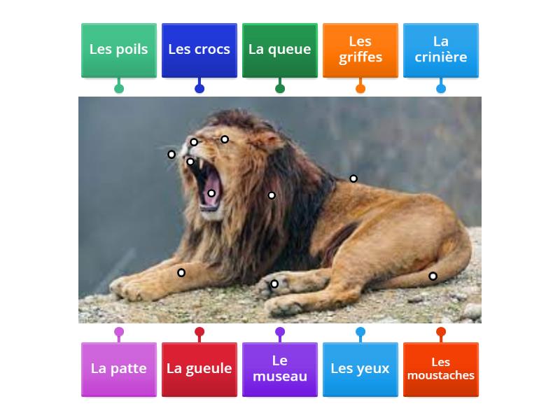Décrire un animal - Labelled diagram