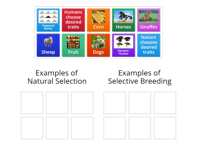 Natural Selection vs Selective Breeding - Group sort