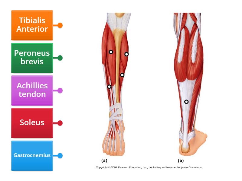 Lower Leg muscles - Labelled diagram