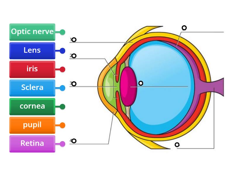 The Eye - Labelling Task - Labelled diagram