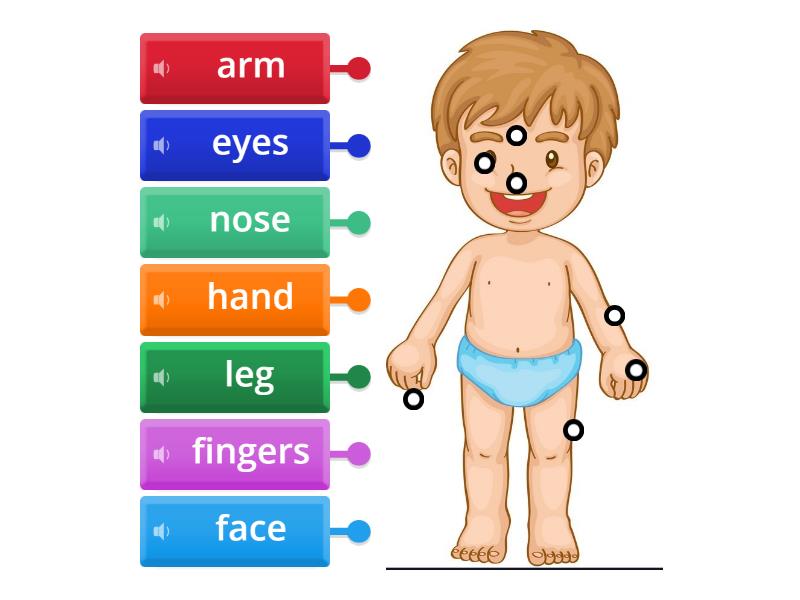BODY PARTS small - Labelled diagram
