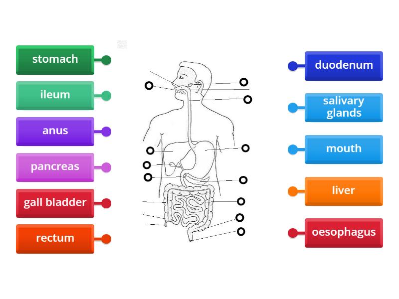 Structures of human digestive system - Labelled diagram