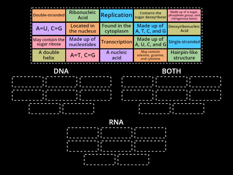 DNA vs RNA - Group sort