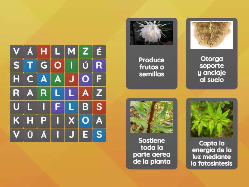 Las plantas y sus partes - Sopa de letras