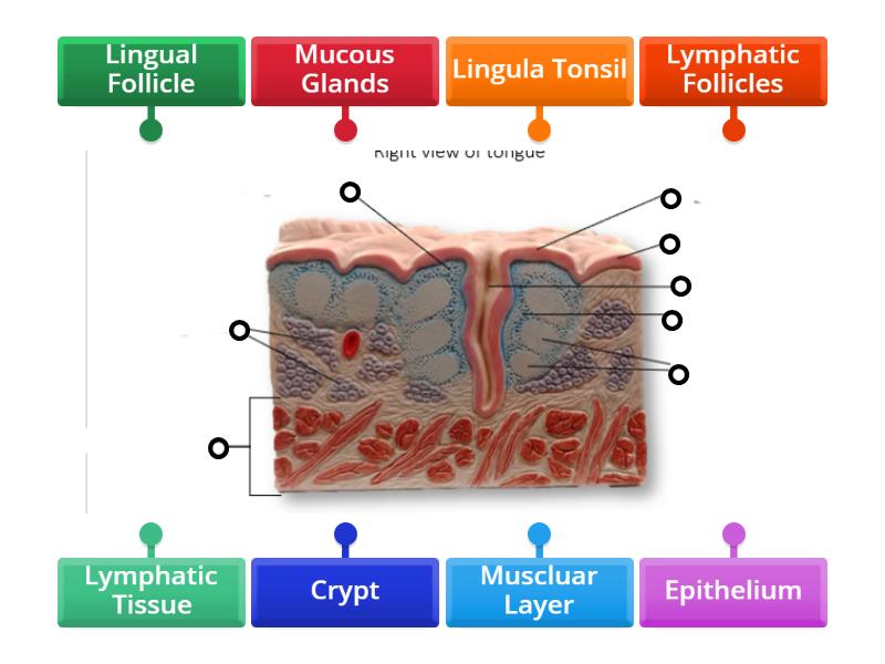 Tongue - Labelled diagram
