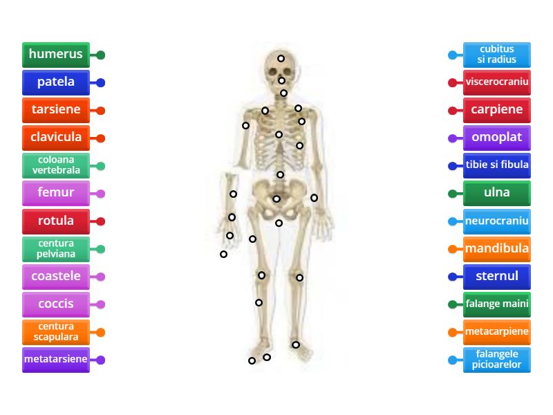 Scheletul uman - Diagramă etichetată