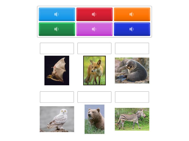 Unit 3: Animals - Match up