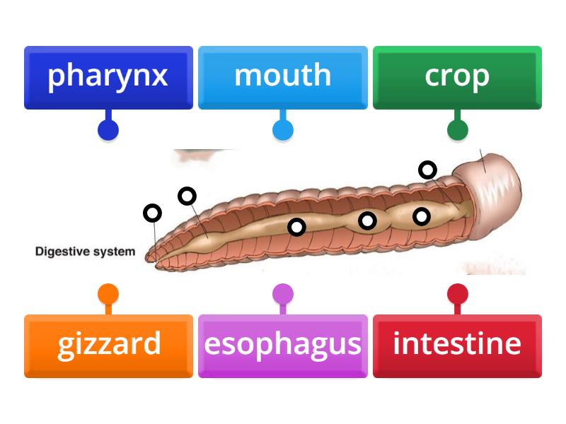 Earthworm Digestive System - Labelled diagram