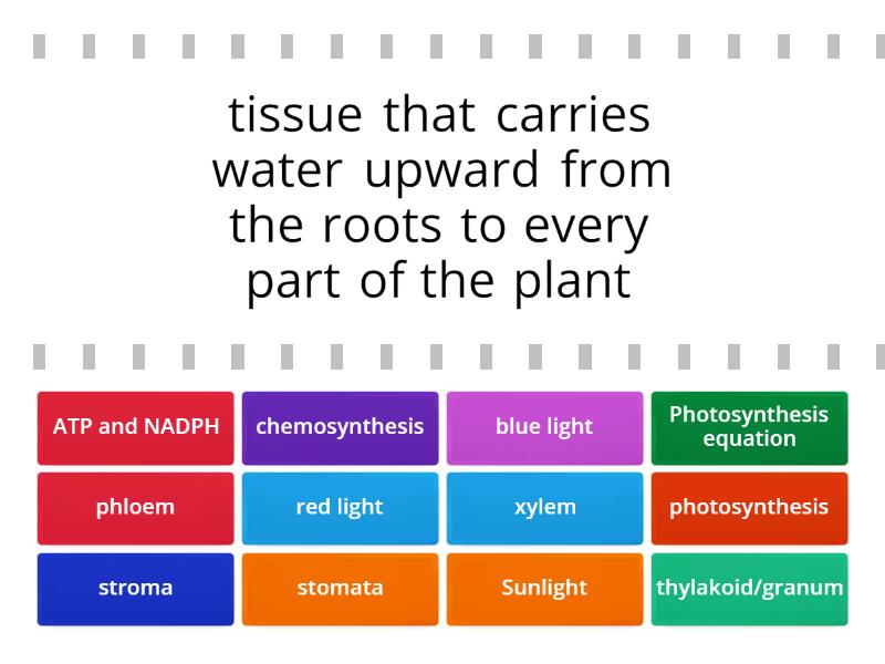 Photosynthesis Vocabulary - Find the match