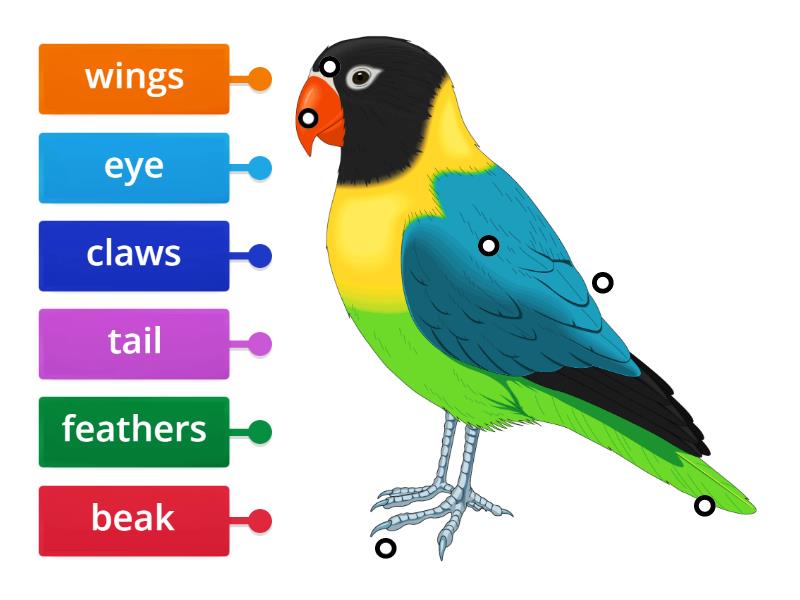 Parts of a Bird - Labelled diagram