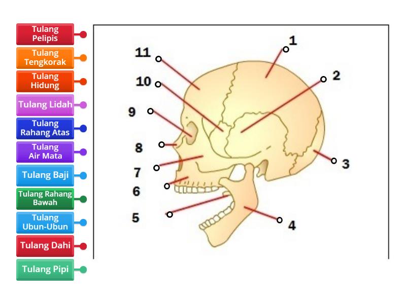 Tulang Rangka Kepala - Labelled diagram