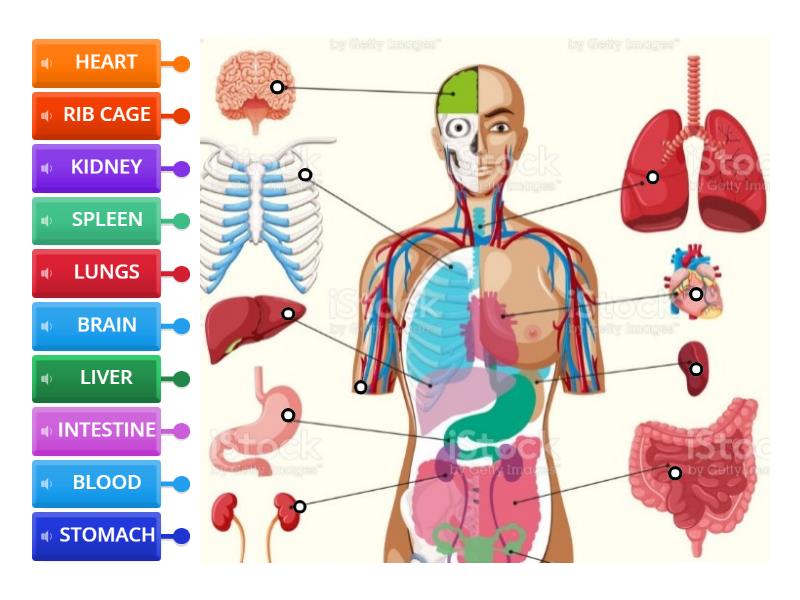 Body organs - Labelled diagram