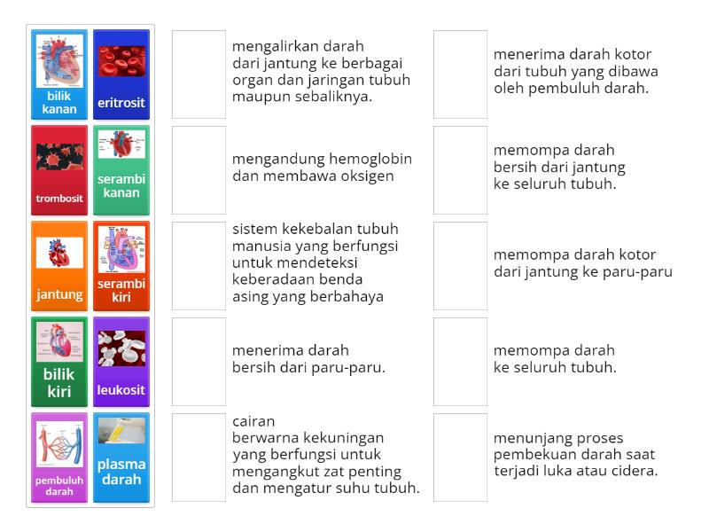 Sistem Peredaran Darah - Match up