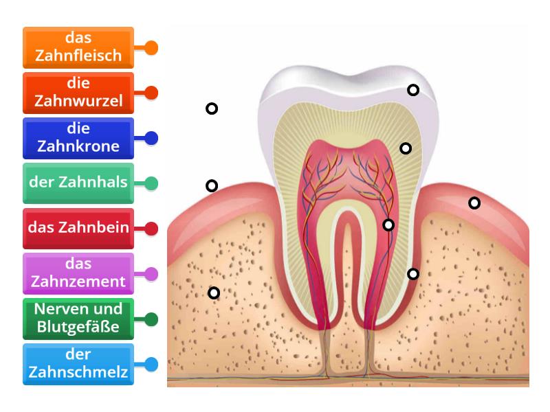 Zahnaufbau - Labelled diagram