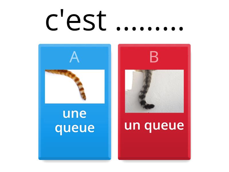les parties du corps des animaux - Quiz