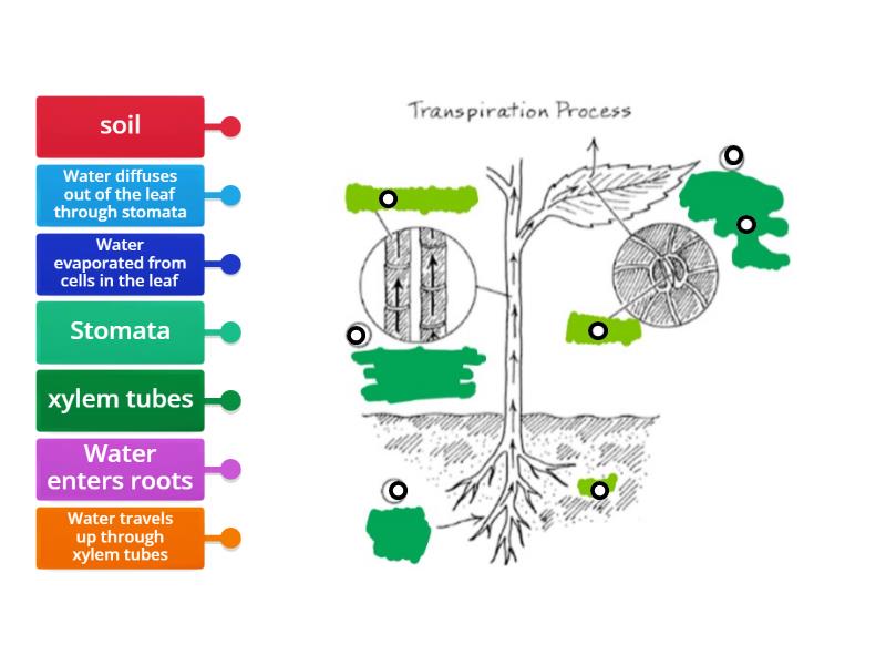 Transpiration process - Labelled diagram