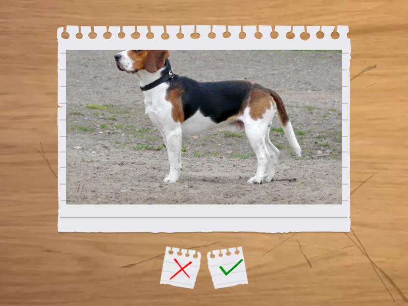 Races de chien - suite - Flash cards