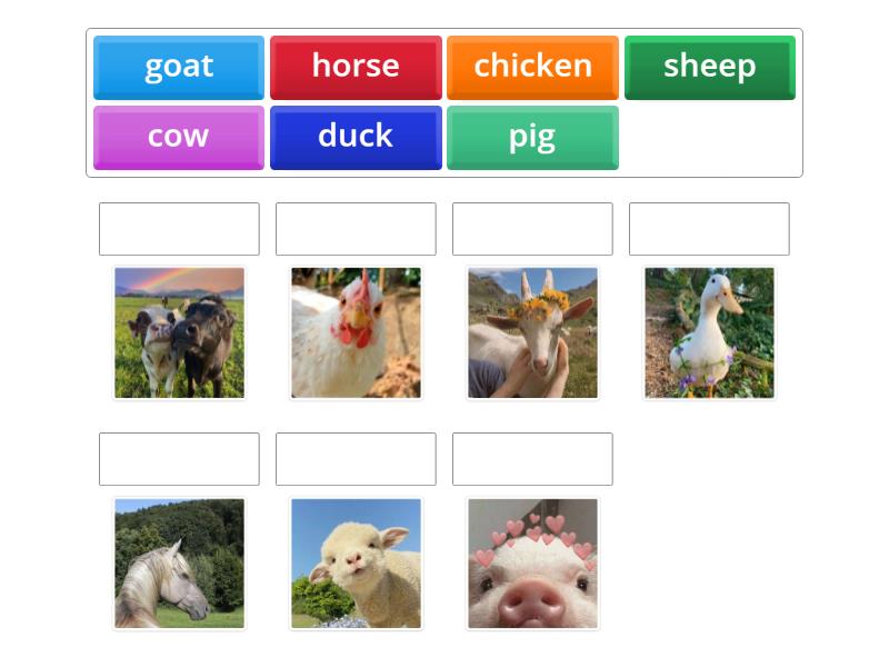 Farm Animal - Match up
